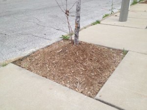 Street Trees Must Be Planted Deep Enough the Root Ball Won’t Dry ...